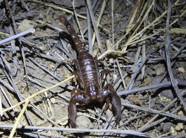 Texas scorpions: What to look out for and tips to avoid