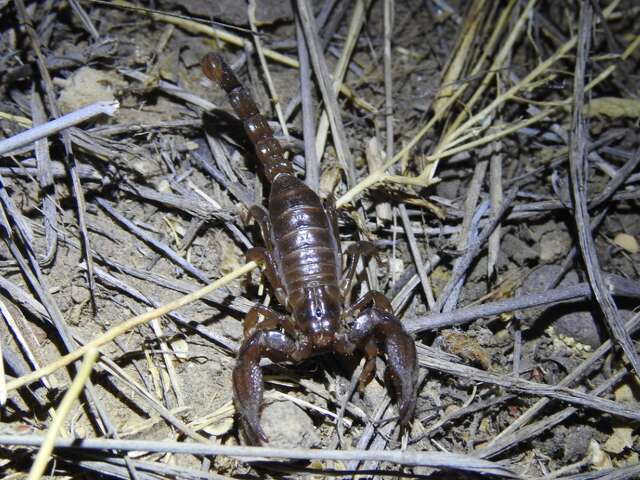 Texas scorpions: What to look out for and tips to avoid
