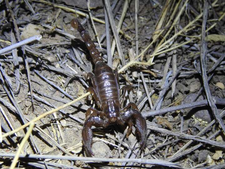 Texas scorpions: What to look out for and tips to avoid