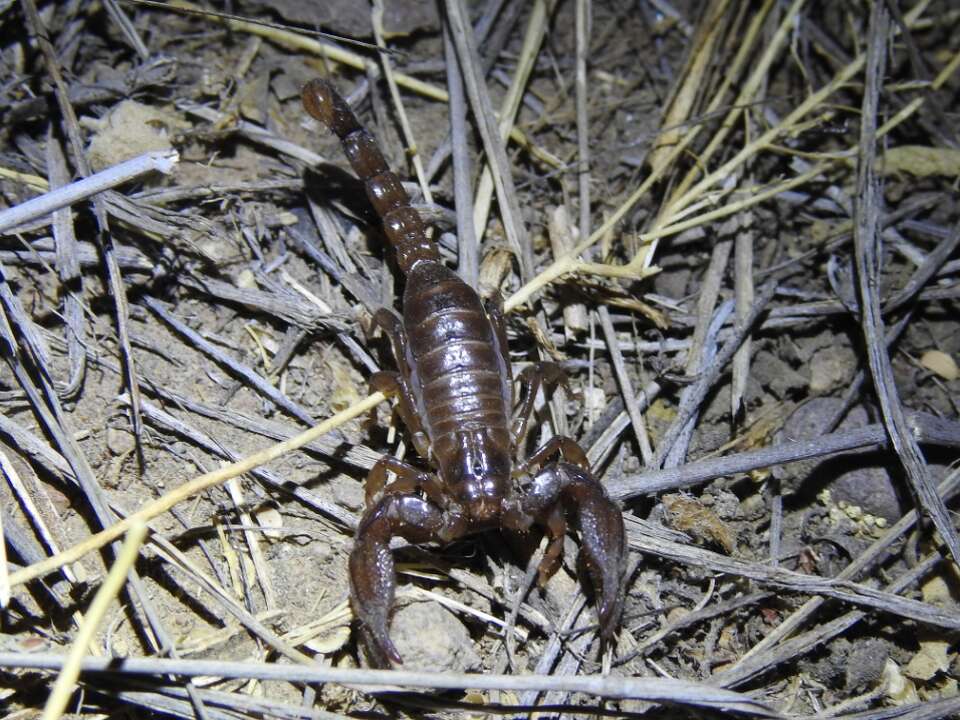 Texas scorpions: What to look out for and tips to avoid