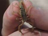 Texas scorpions: What to look out for and tips to avoid