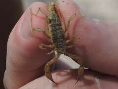 Texas scorpions: What to look out for and tips to avoid