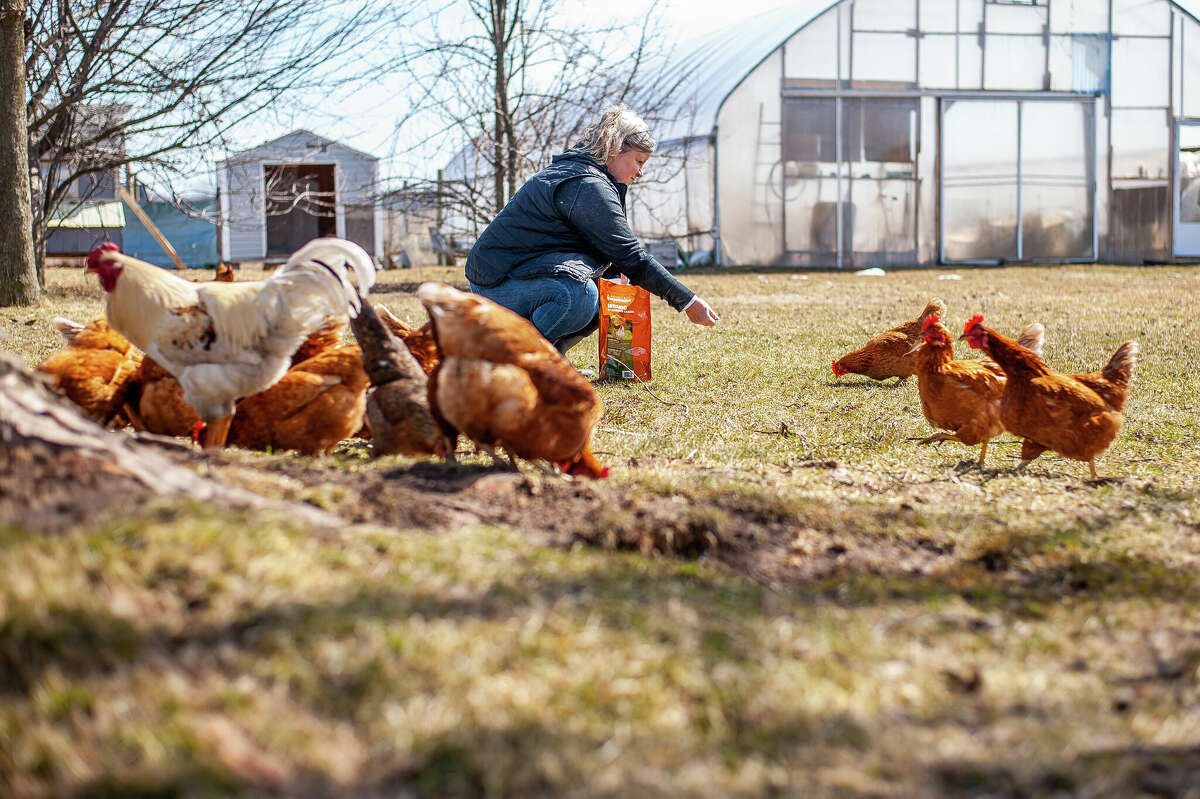 Backyard Poultry Farming