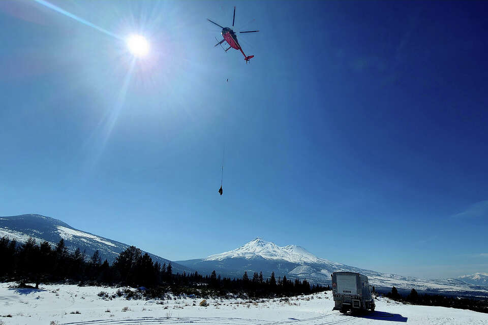 Cow-killing Calif. wolves captured in dramatic helicopter hunt