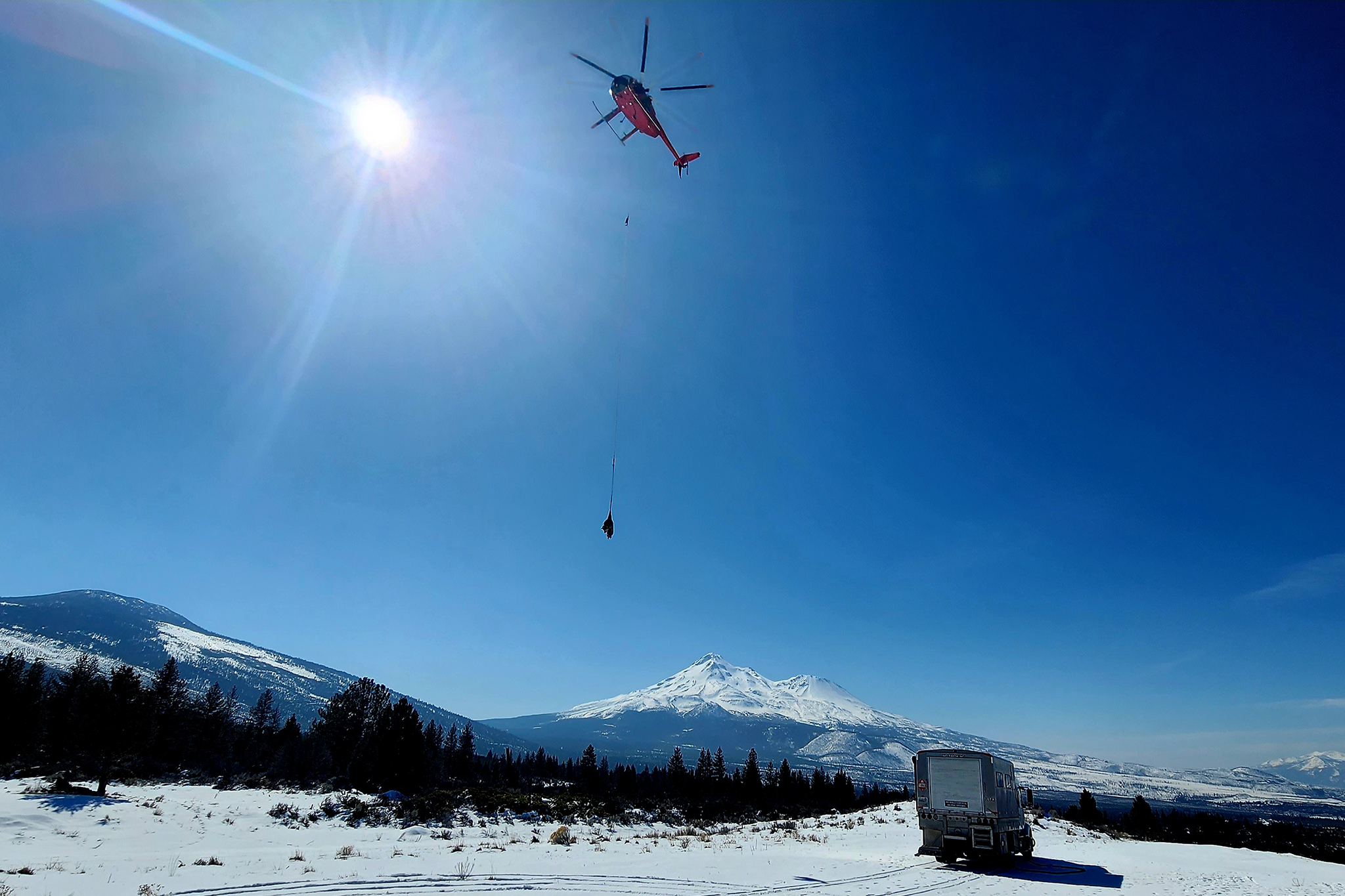 Cow-killing Calif. wolves captured in dramatic helicopter hunt