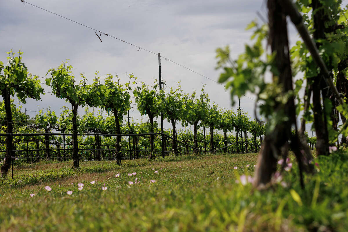 Becker Vineyards still a driving force in Hill Country wine industry