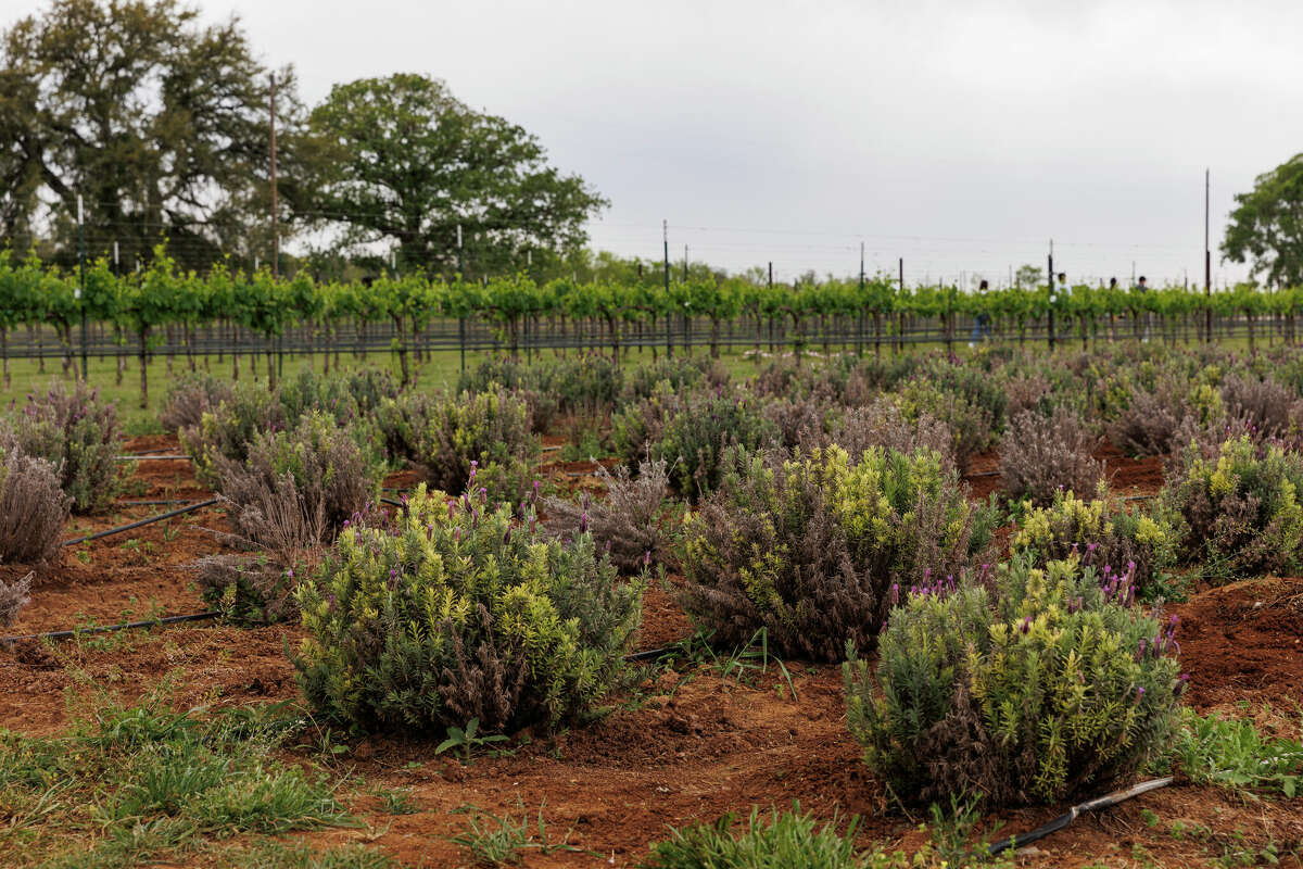 Becker Vineyards still a driving force in Hill Country wine industry