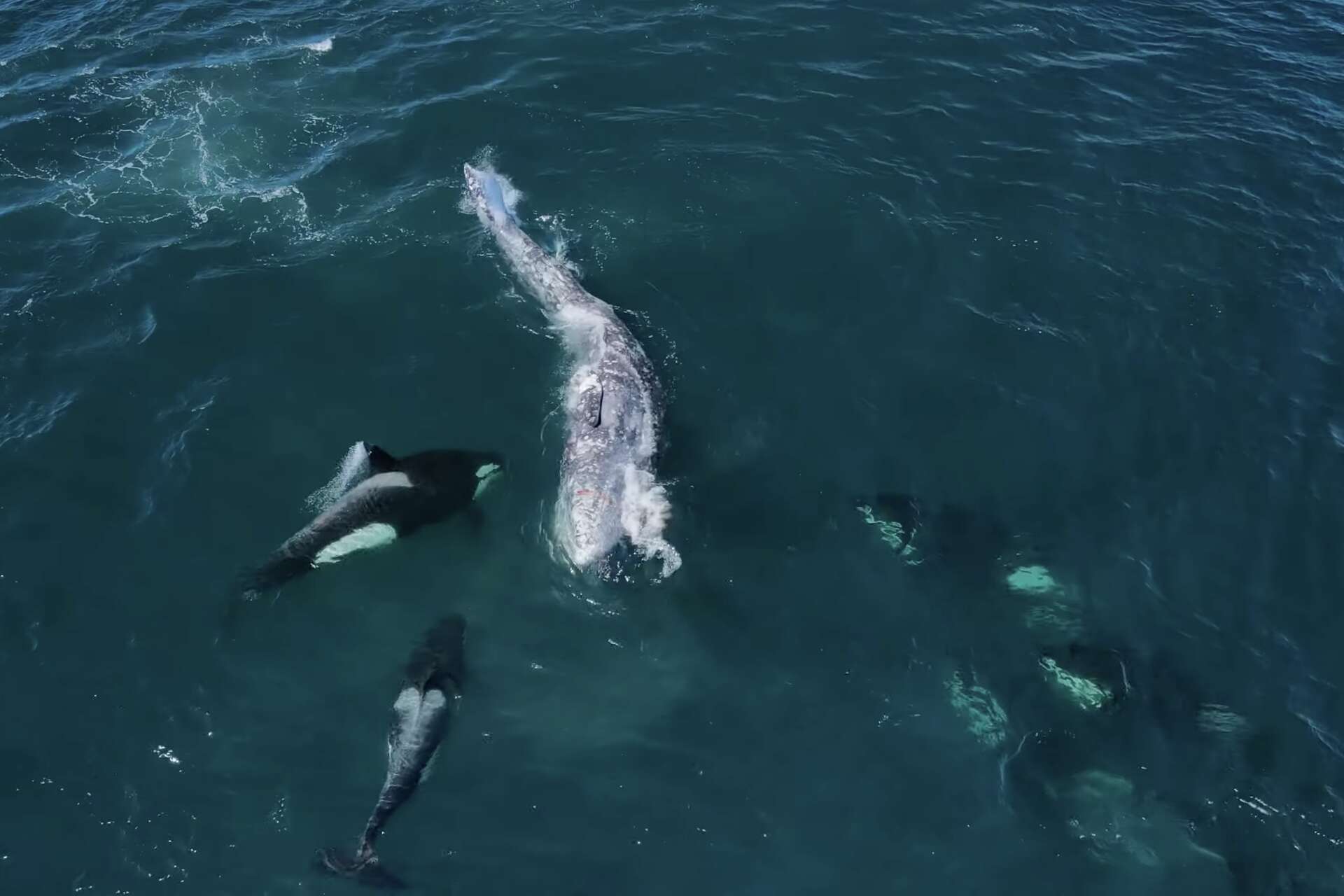 Rare footage shows 30 orcas attacking whales in Monterey Bay