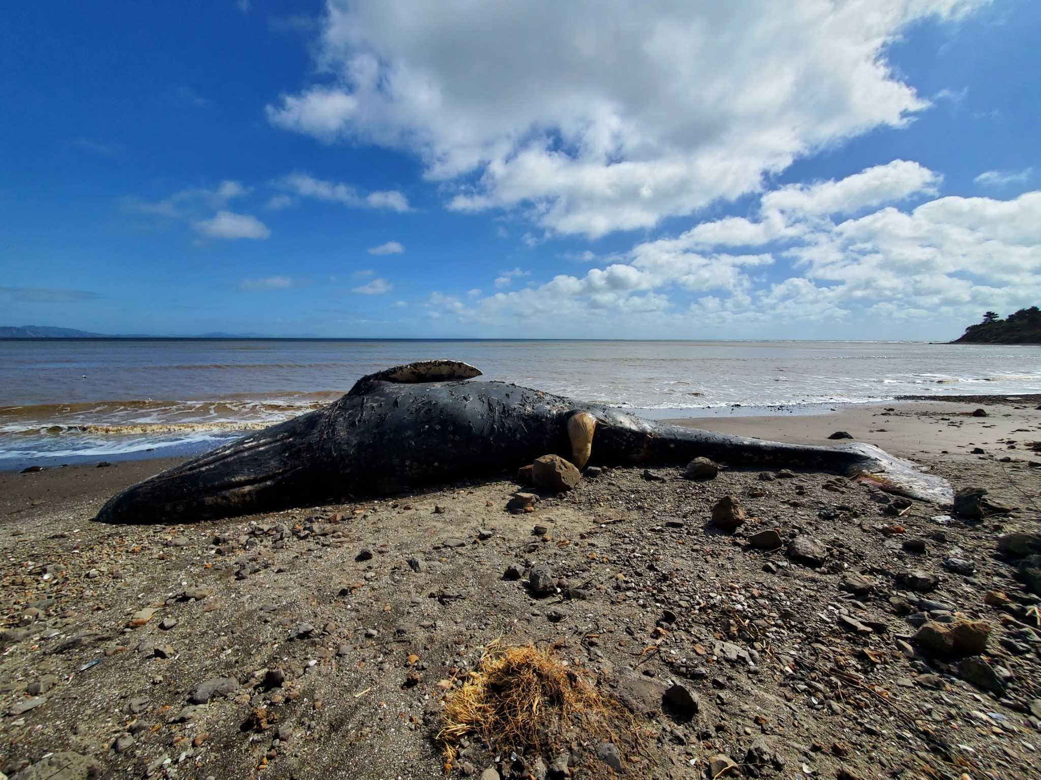 Here's what we know about dead gray whale found on a North Bay beach