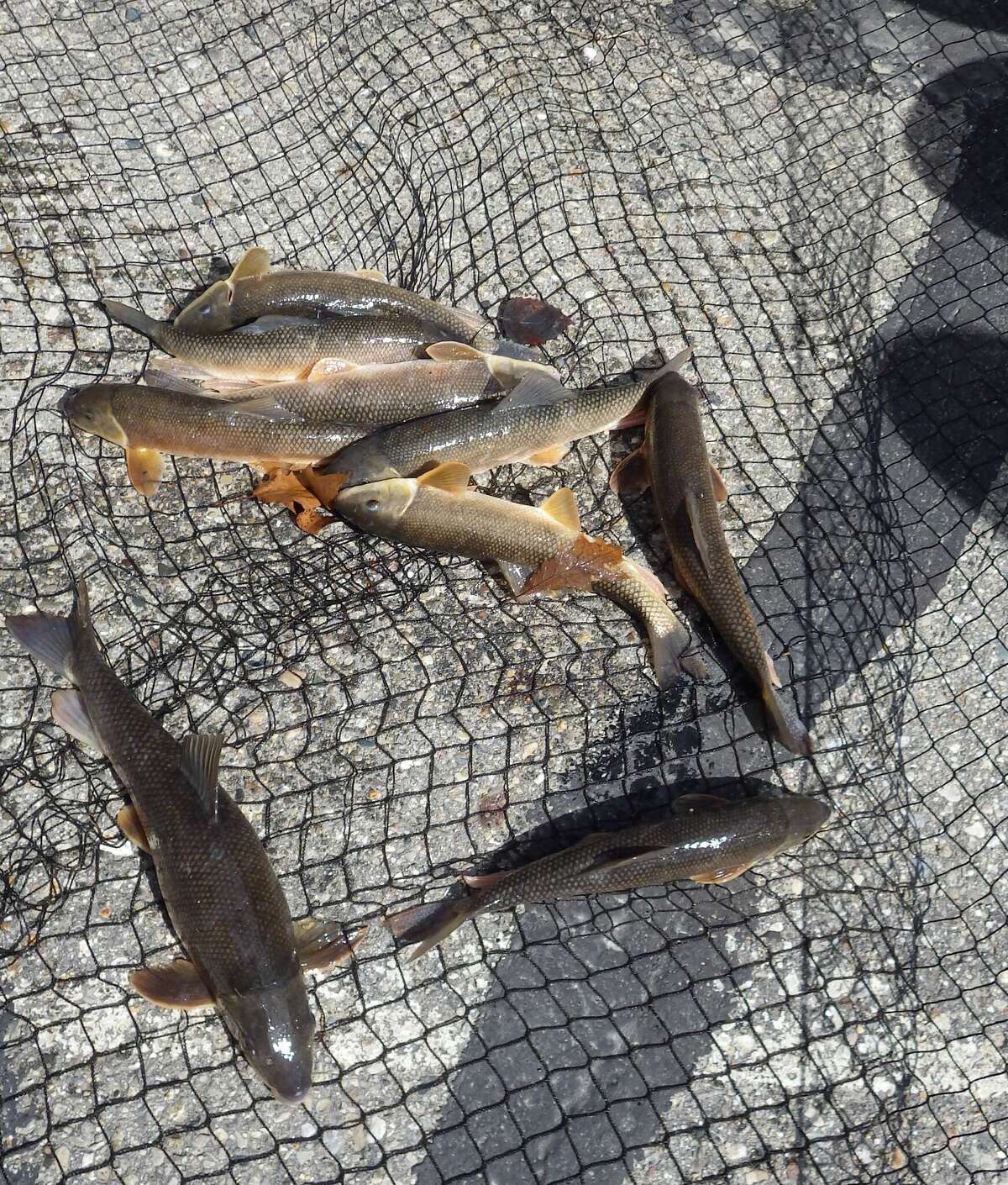 Have you gone spring sucker fishing?