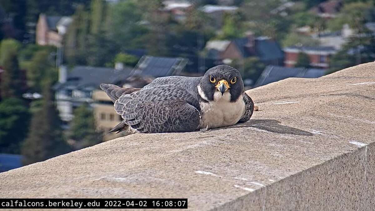 Cal Falcons hatching 4 eggs atop the Campanile at UC Berkeley