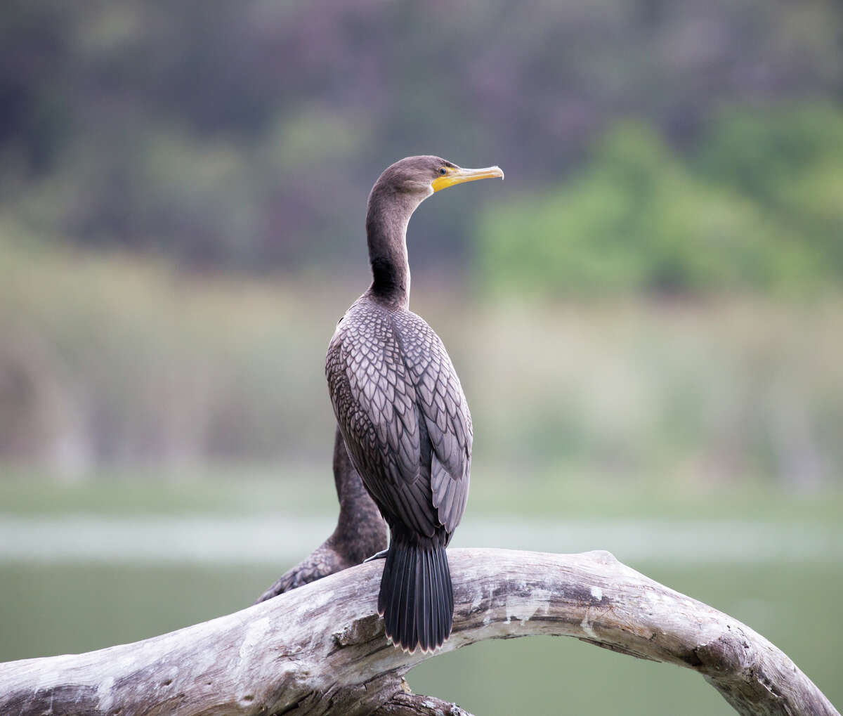 Everything to know about Lake Merced, a beloved SF spot