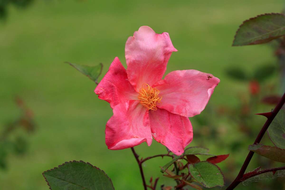 What's blooming in San Antonio gardens in April