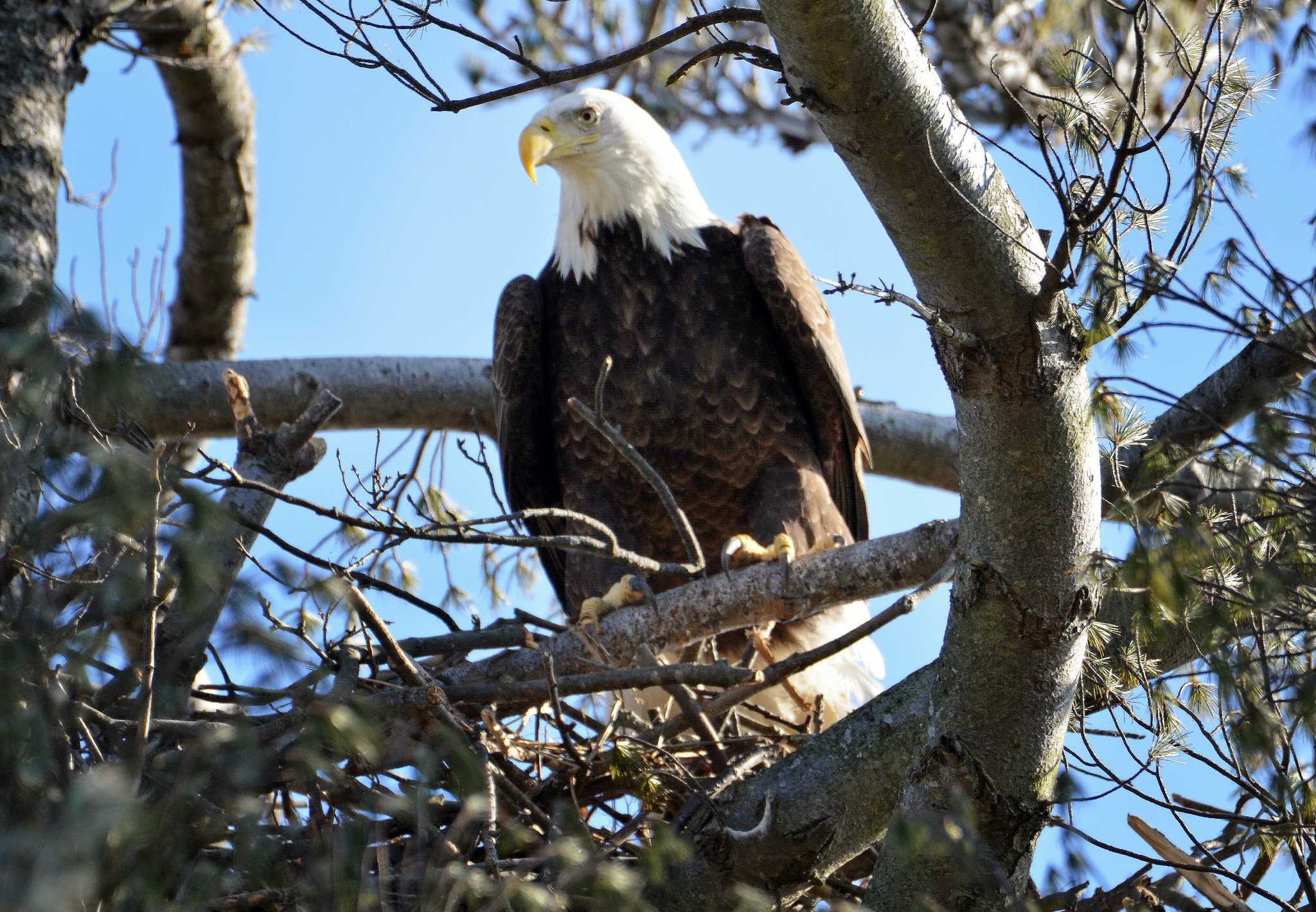 One of CT's few bald eagle pairs nesting at Milford's Lauralton Hall