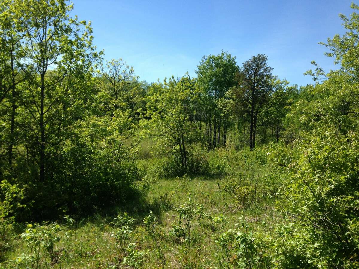 Northern Michigan forest landowners can apply for financial assistance