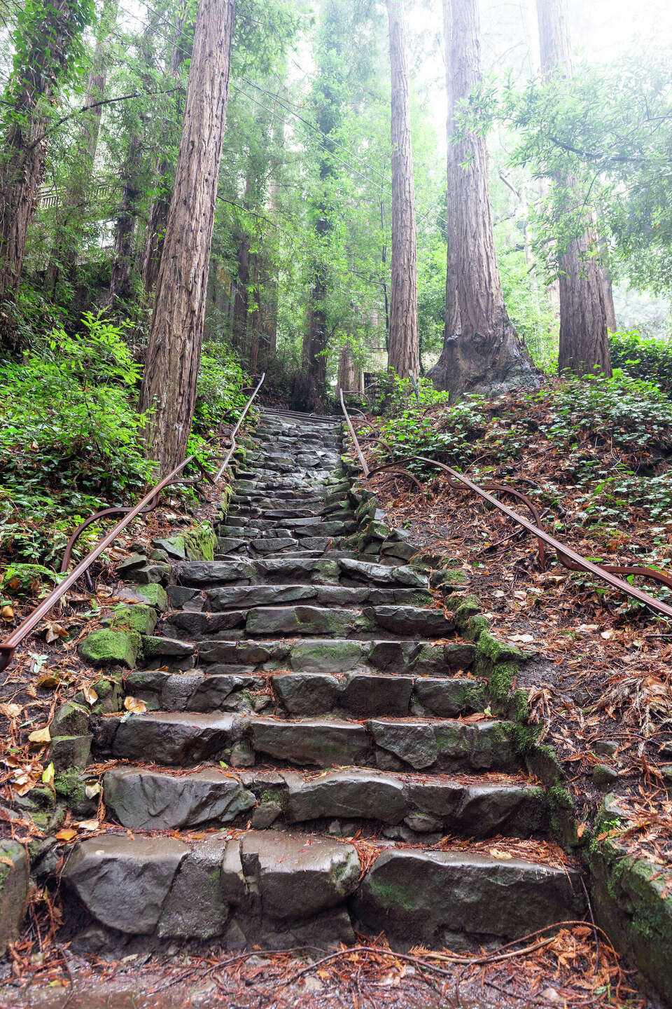 Dipsea Trail: All to know about this famous Bay Area trail