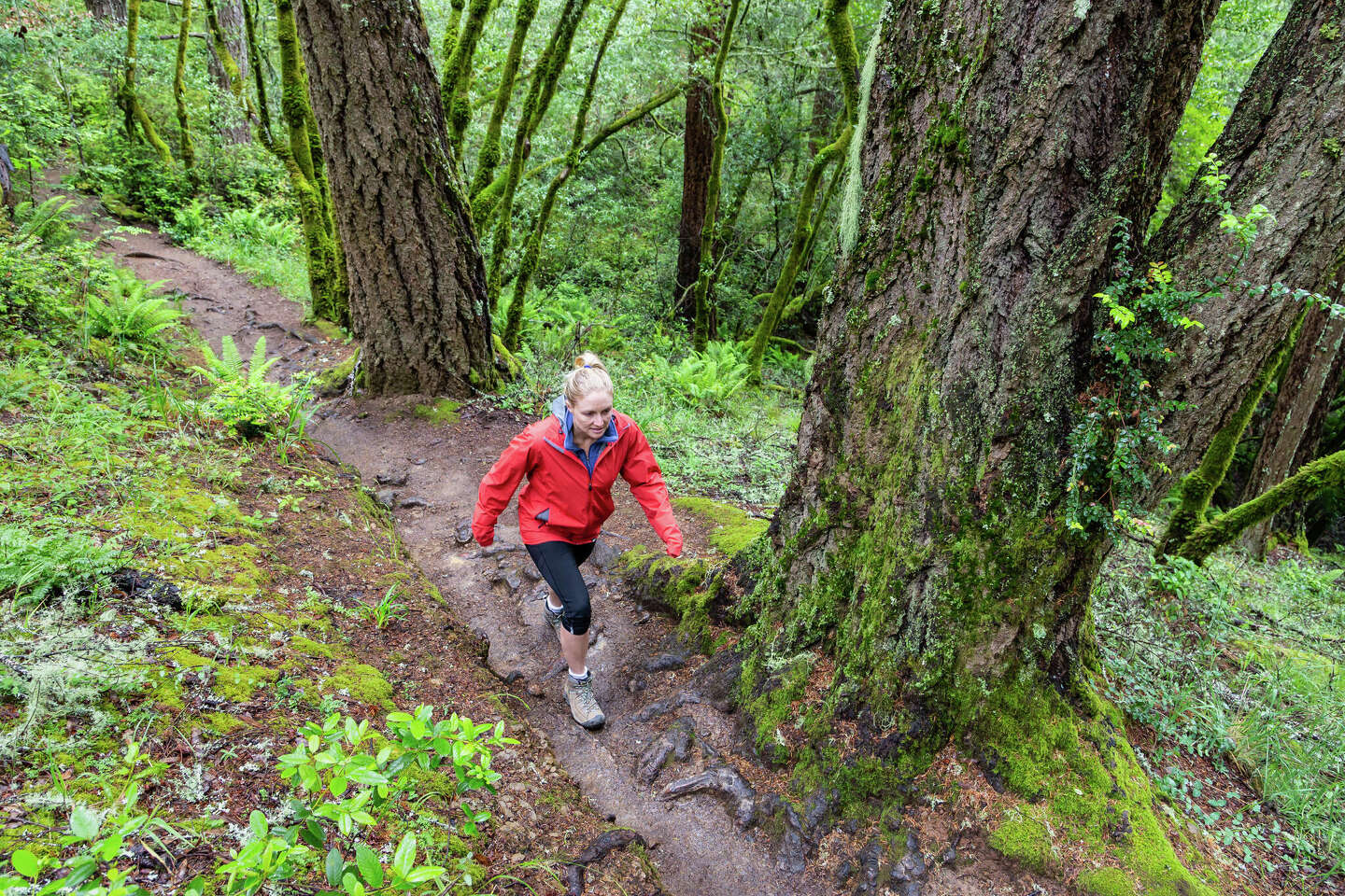 Dipsea Trail: All to know about this famous Bay Area trail