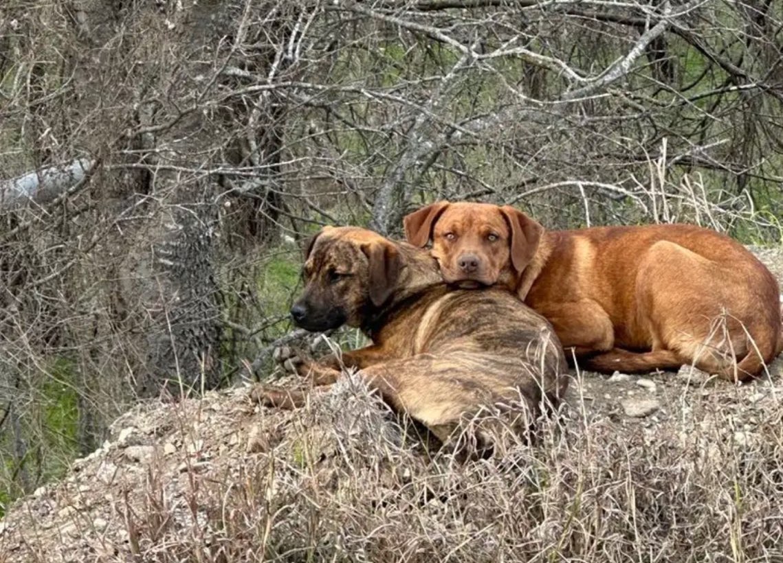 San Antonio woman uses TikTok to rescue dogs, be advocate for pets