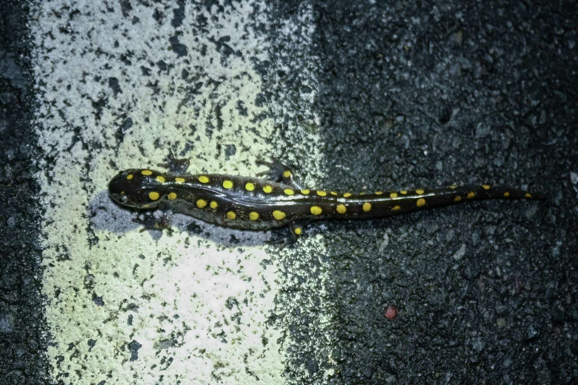 Frogs, salamanders start annual migration early in New York