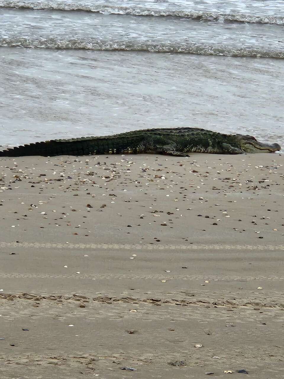 Alligator spotted in Galveston County on Bolivar Peninsula