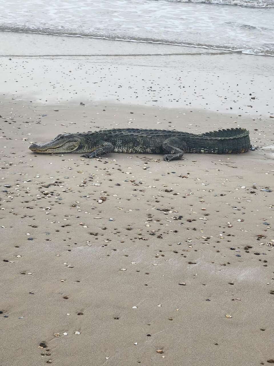 Alligator spotted in Galveston County on Bolivar Peninsula