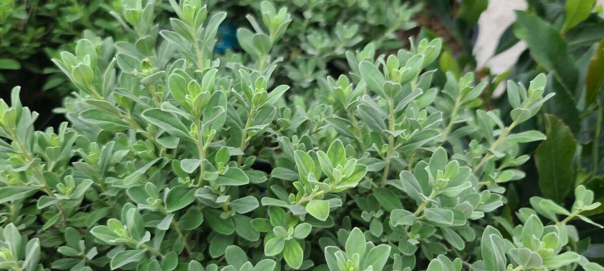 Dwarf varieties of plants help gardeners keep things in scale