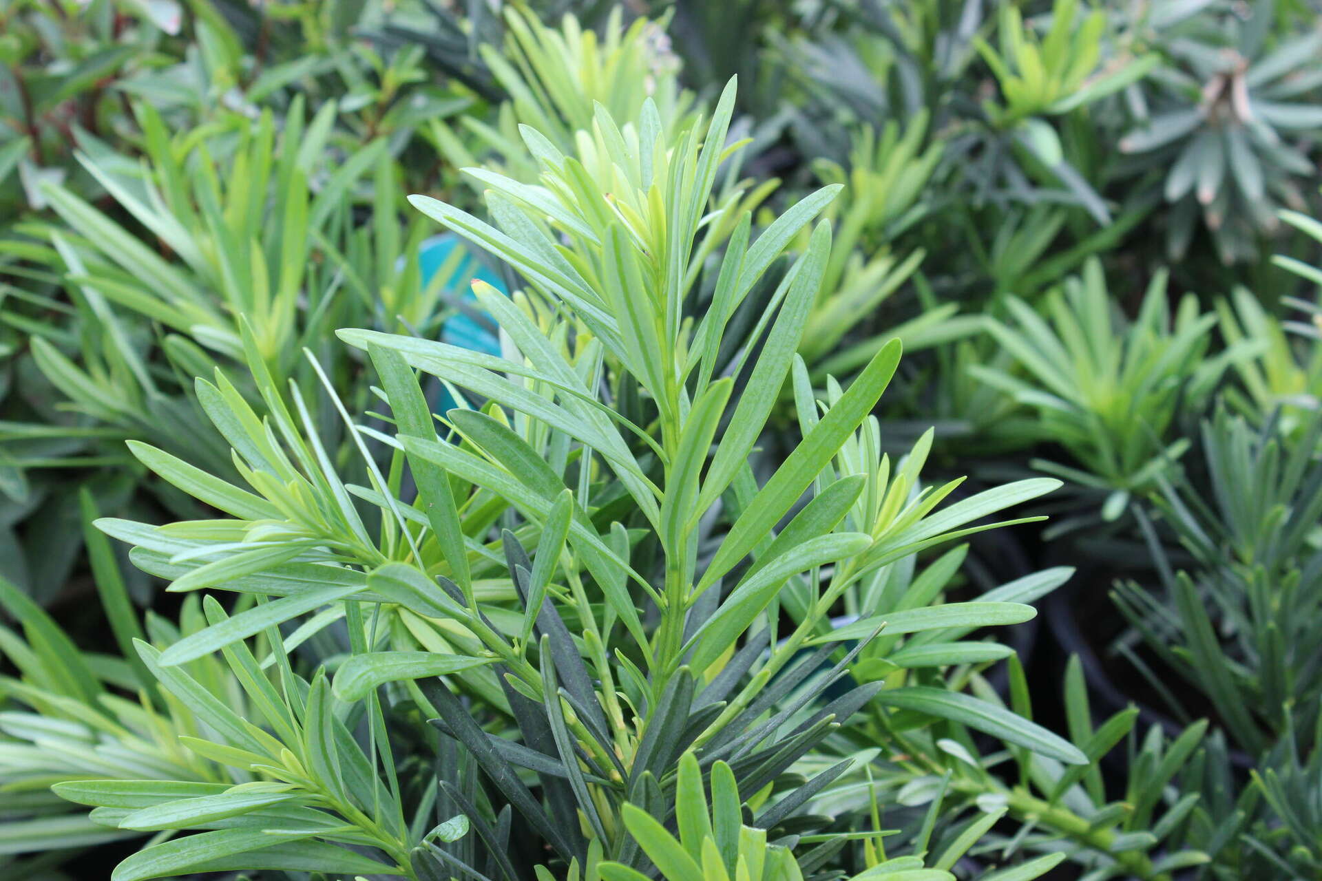 Dwarf varieties of plants help gardeners keep things in scale