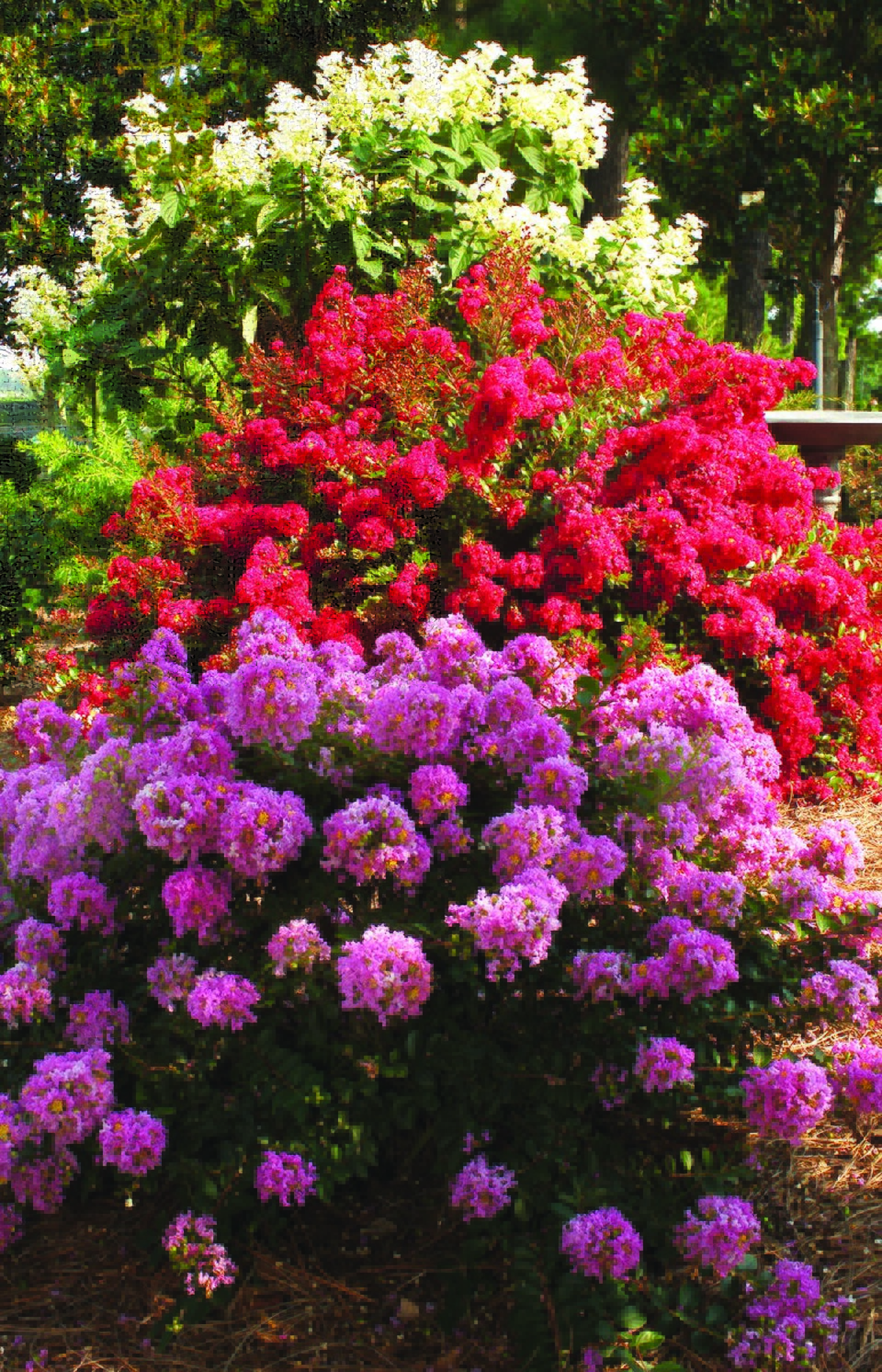Dwarf varieties of plants help gardeners keep things in scale