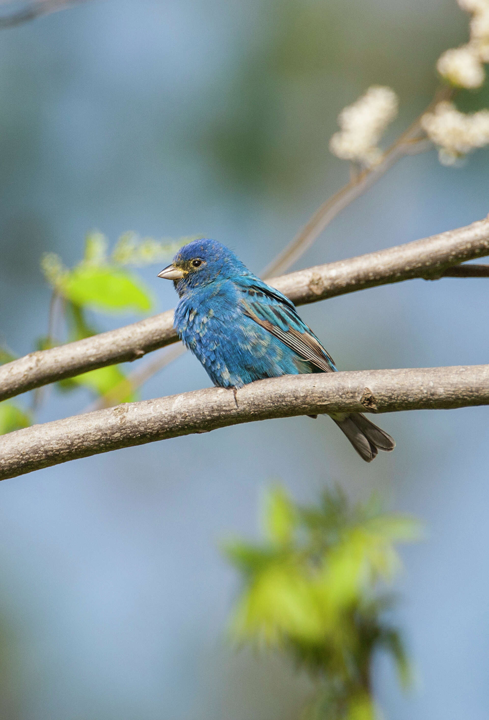 Violet blue indigo buntings are arriving in Houston