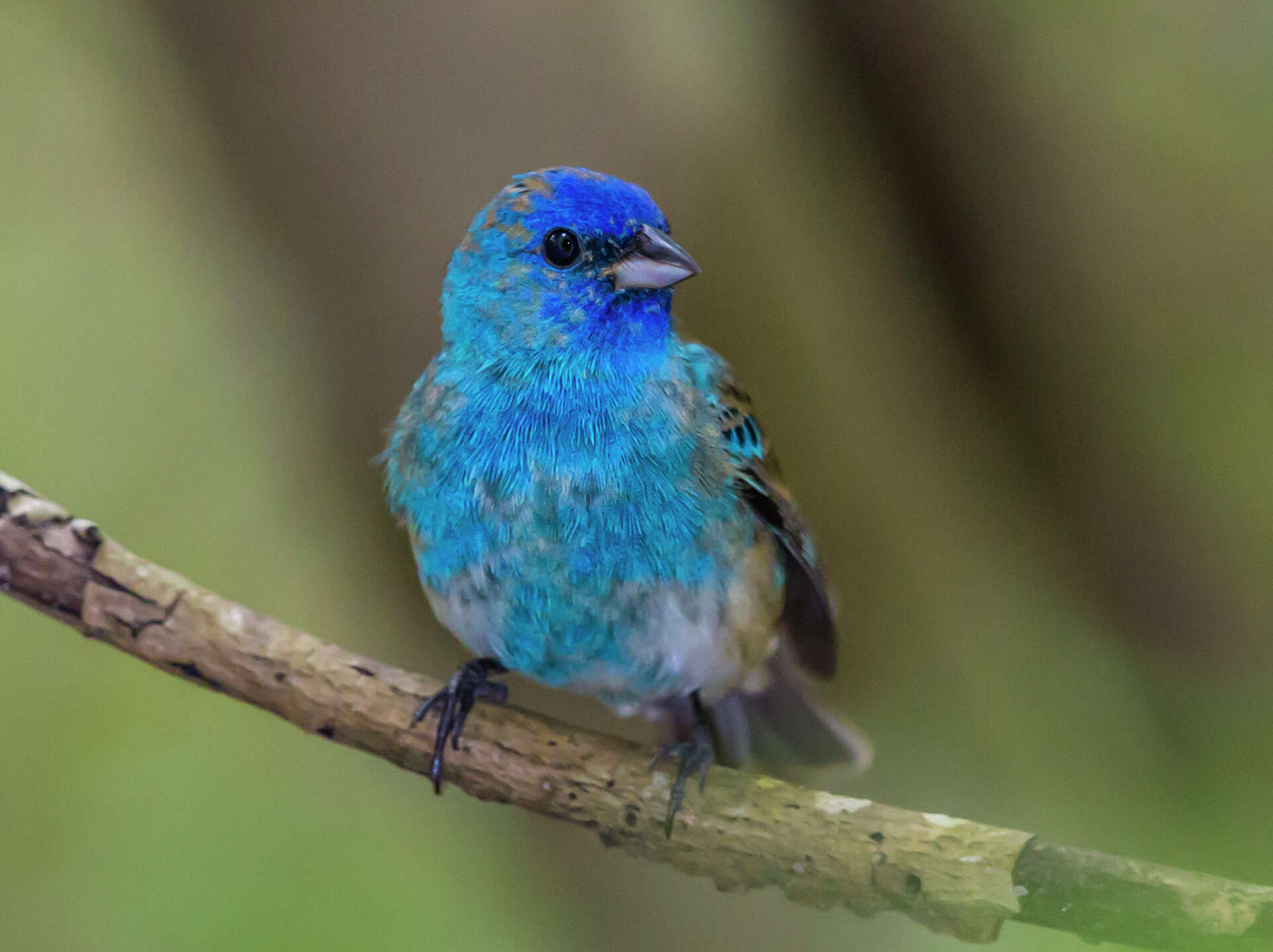 solid bright blue bird