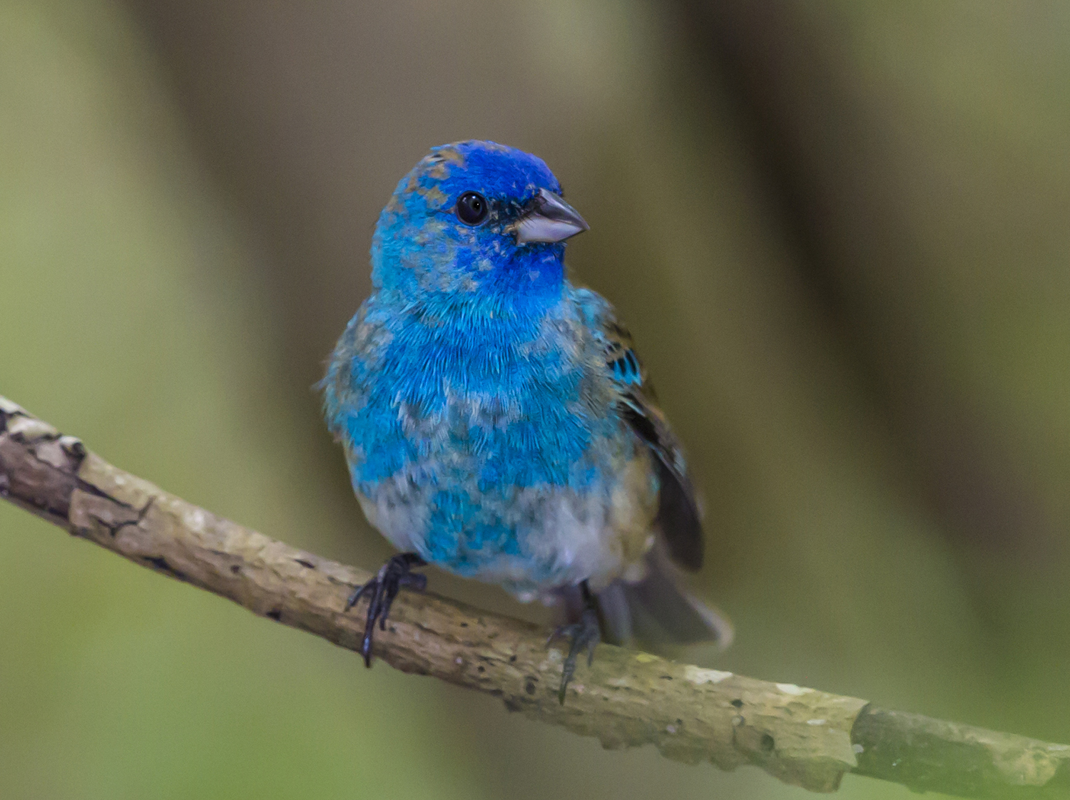 Female Indigo Bunting