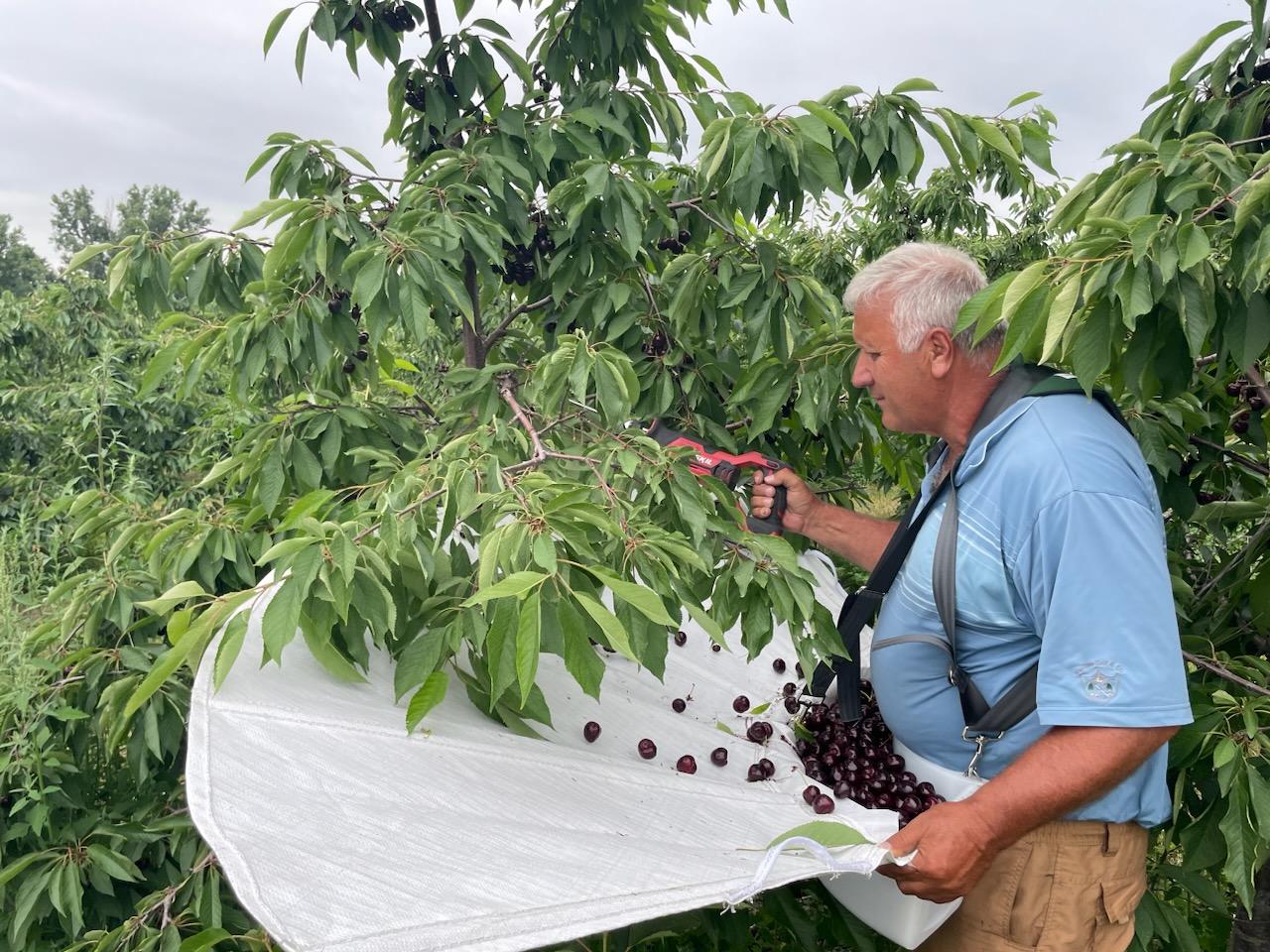 Manistee fruit farmer invents device to assist with harvest