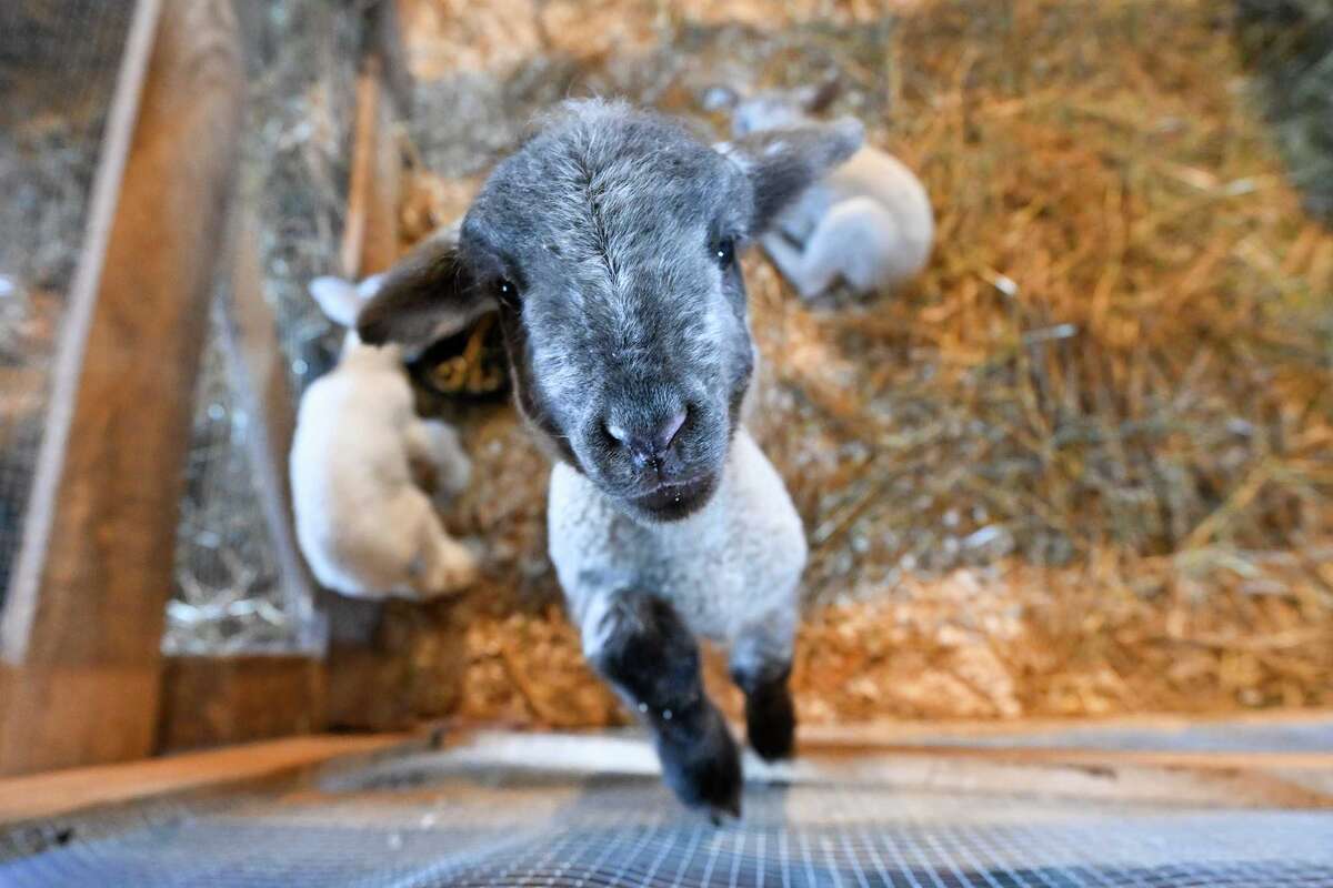 See these cuties at Indian Ladder's Baby Animal Days