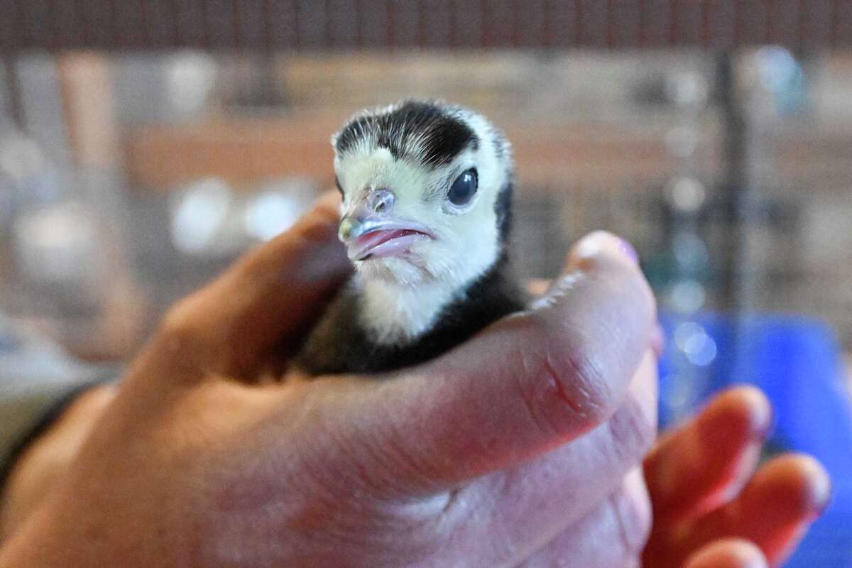 See these cuties at Indian Ladder's Baby Animal Days