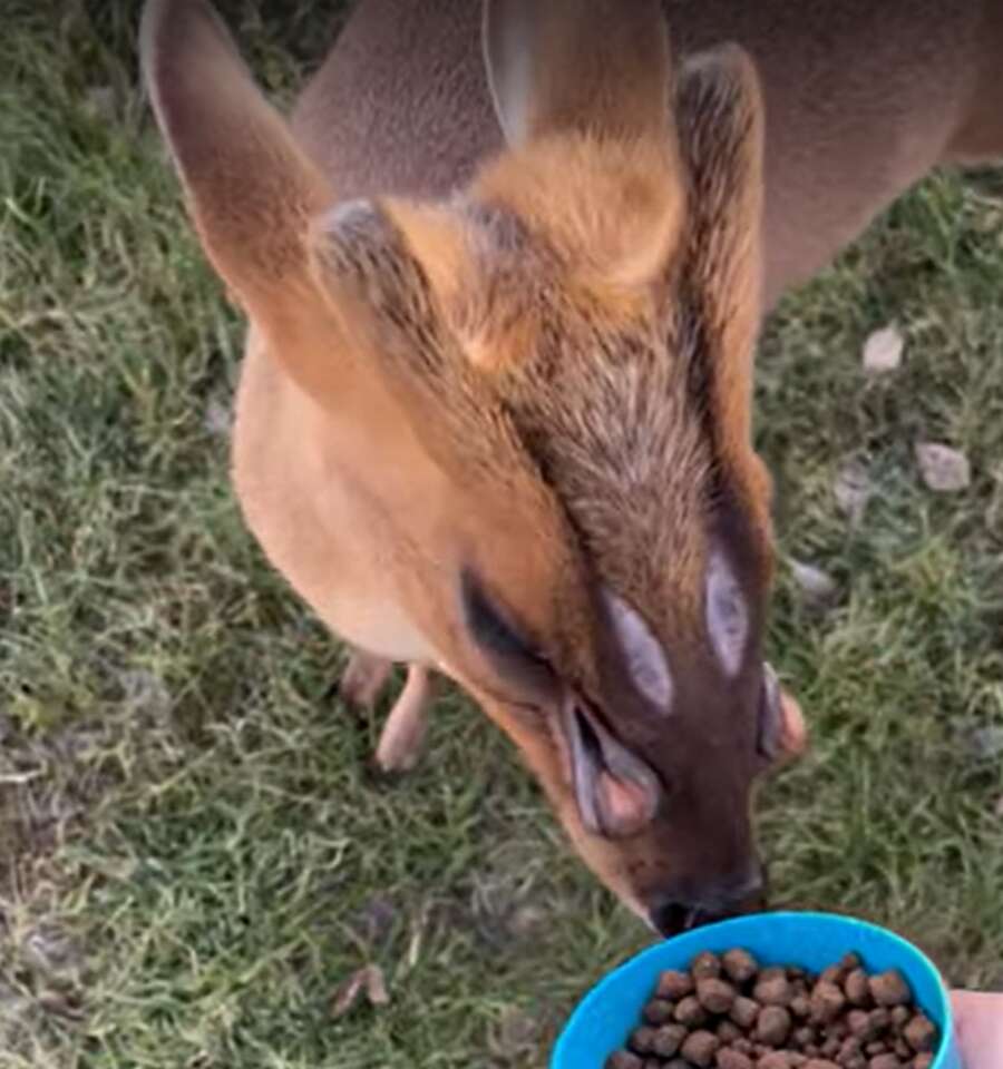 'Alien deer' is a Muntjac in New Waverly with 4 glands in its face