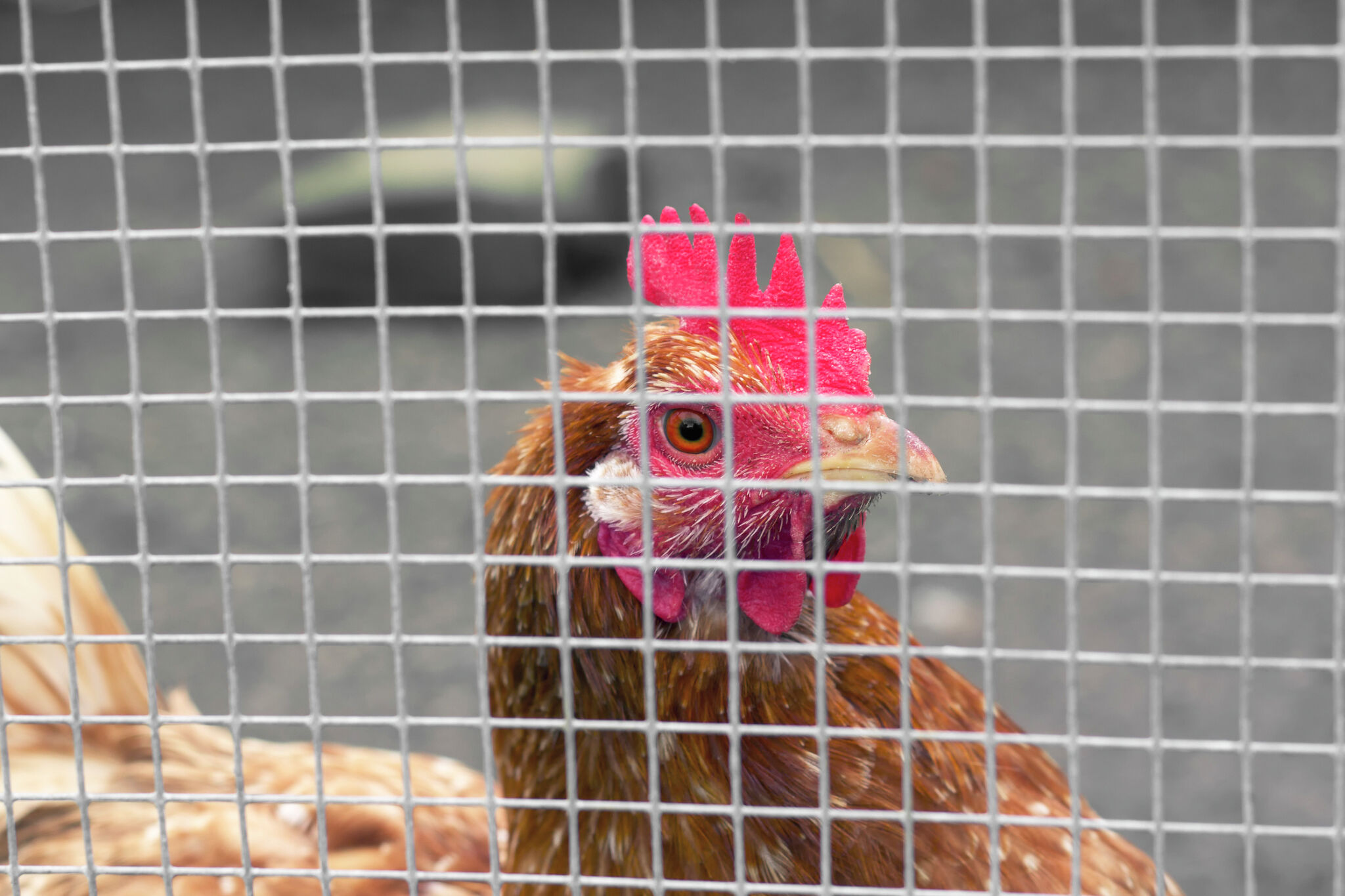 Commentary: 'Fast Track' for spring chickens only