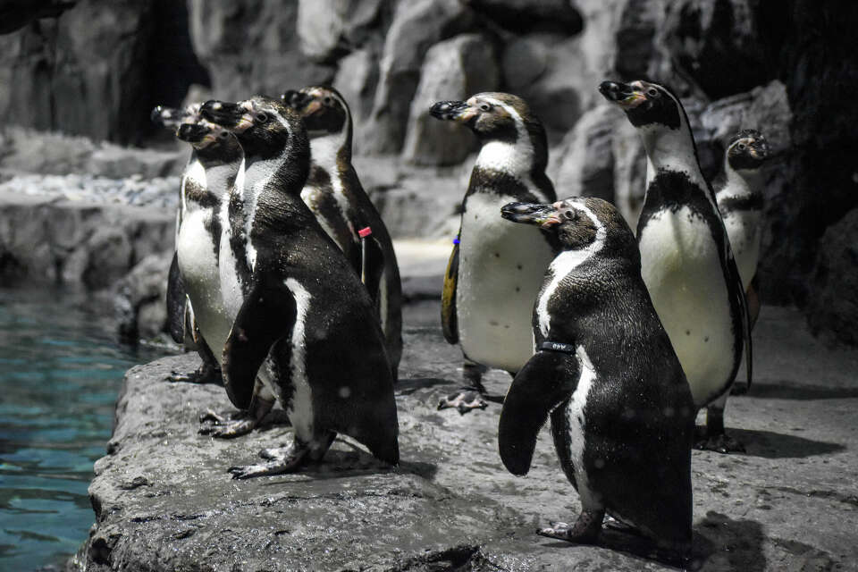 Houston Zoo opens first-of-its-kind Galápagos Islands exhibit