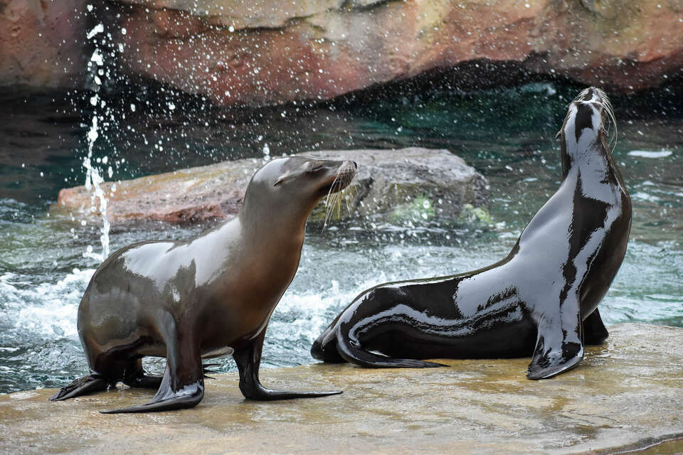 Houston Zoo opens first-of-its-kind Galápagos Islands exhibit