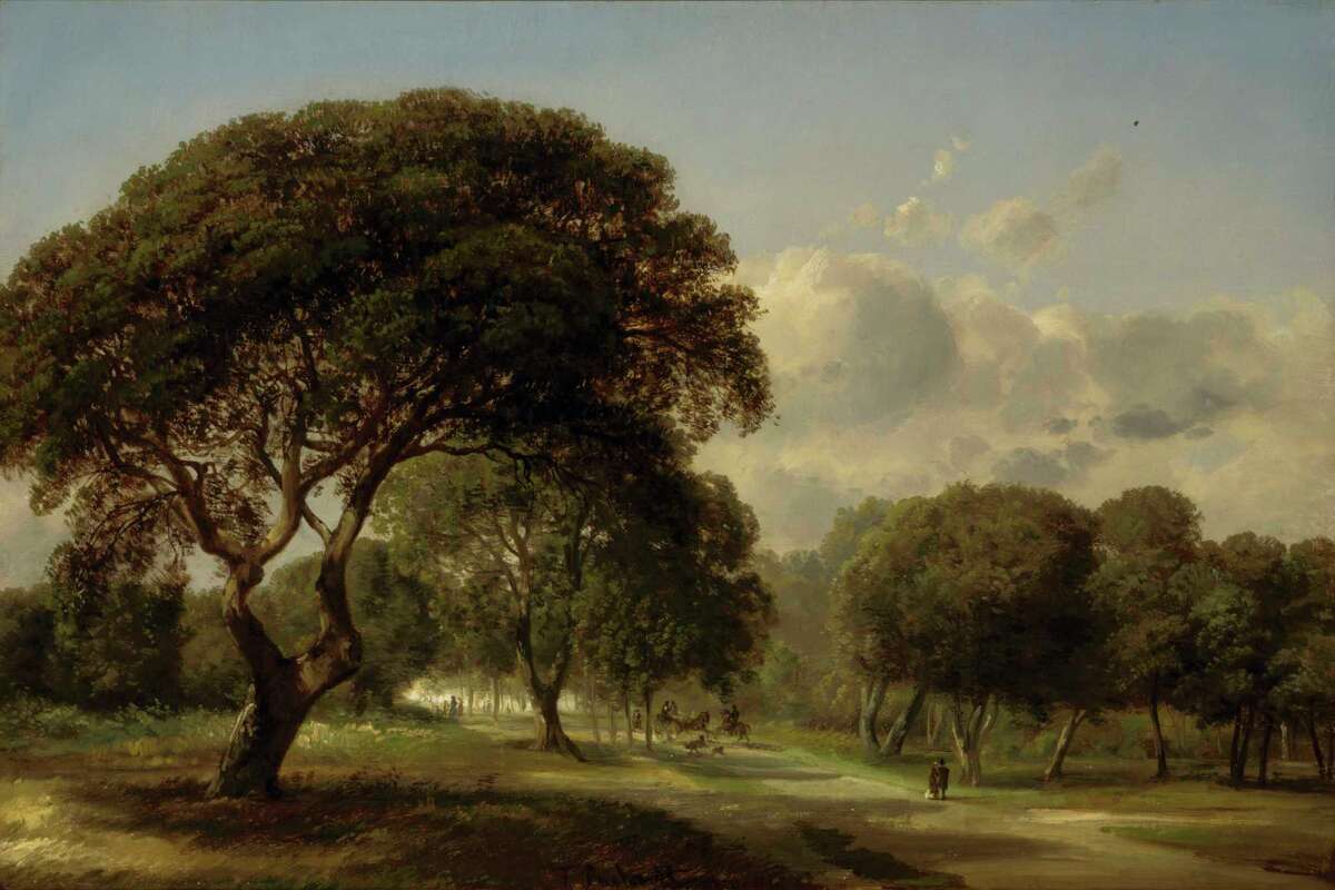 Oakland’s urban forest is inequitable. Here’s who has the most trees