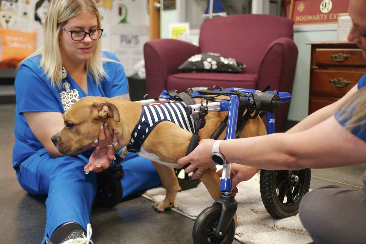 Dozer the Dickinson puppy gets a new wheelchair, hopes for a new home