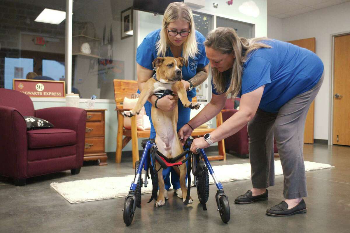 Dozer the Dickinson puppy gets a new wheelchair, hopes for a new home
