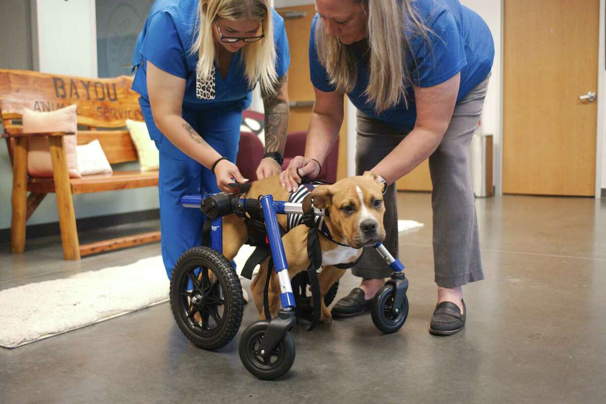Dozer the Dickinson puppy gets a new wheelchair, hopes for a new home