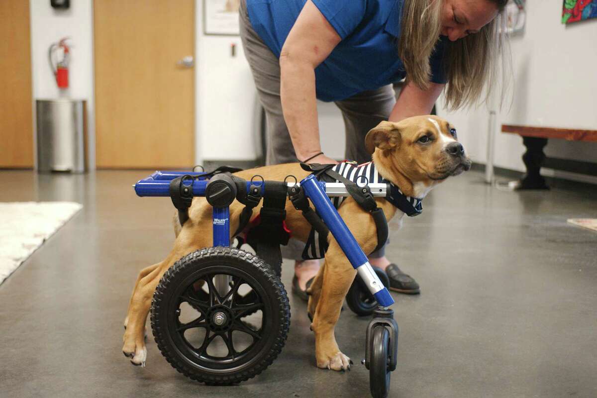 Dozer the Dickinson puppy gets a new wheelchair, hopes for a new home