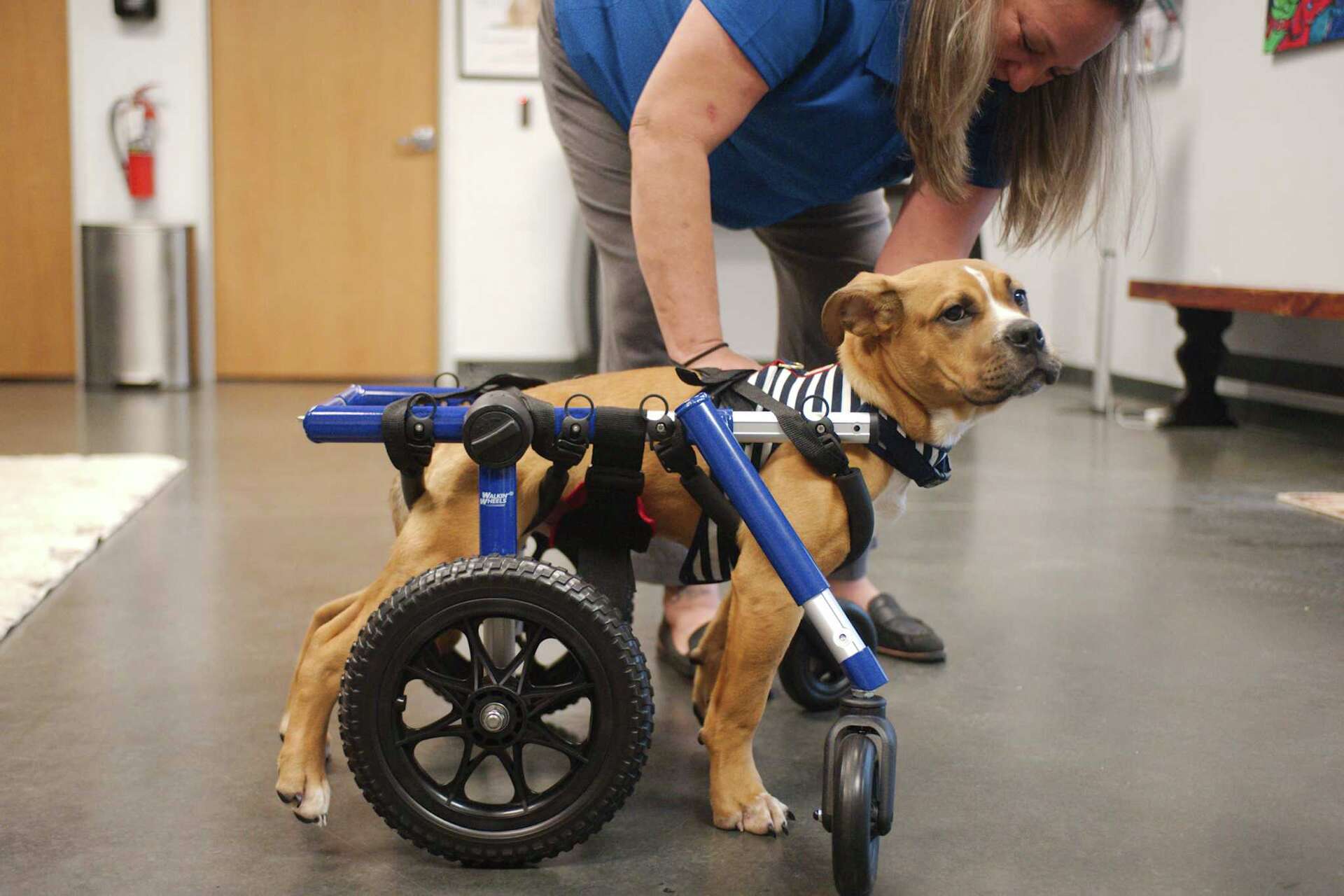 Dozer the Dickinson puppy gets a new wheelchair, hopes for a new home