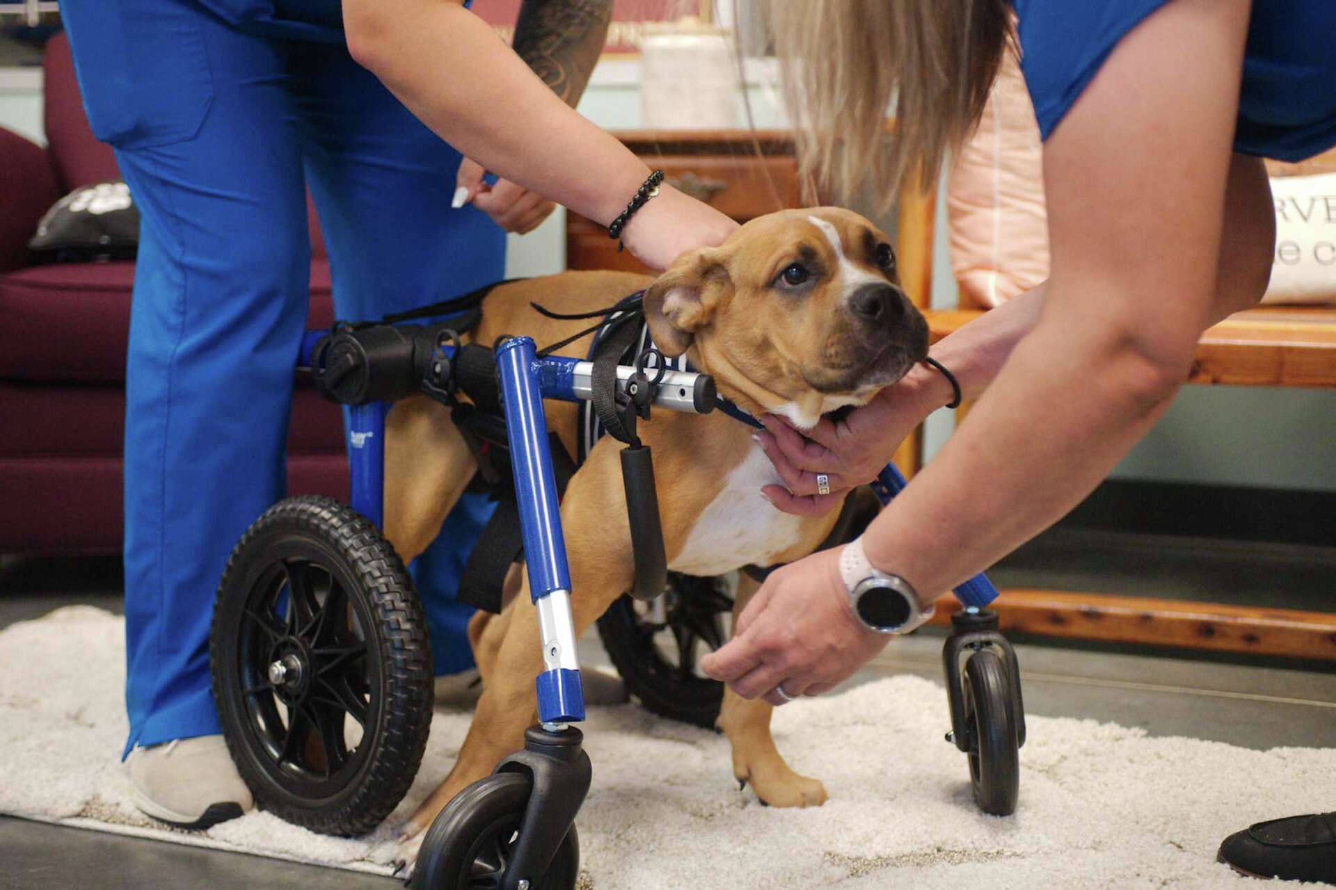 Dozer the Dickinson puppy gets a new wheelchair, hopes for a new home