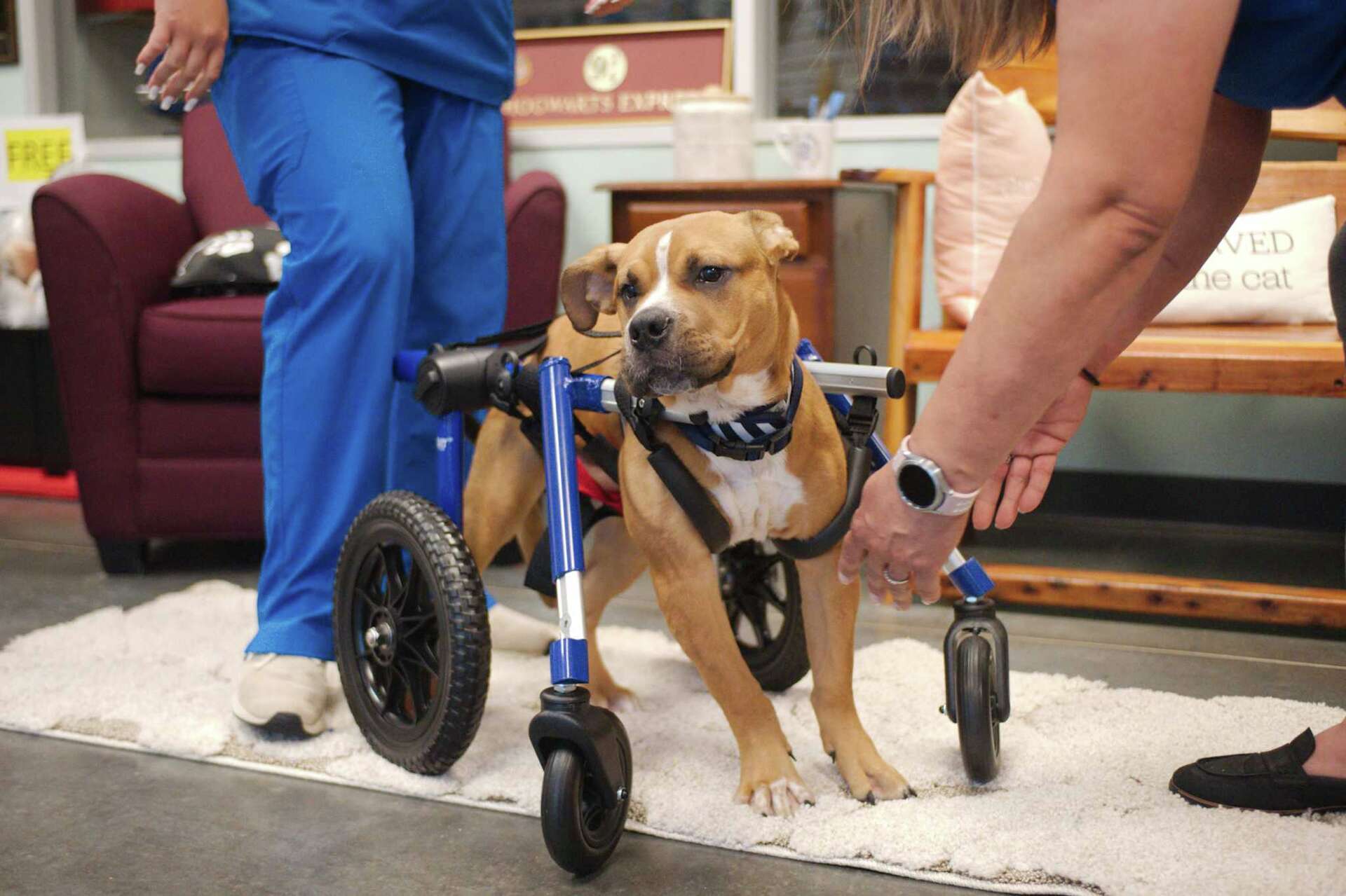 Dozer the Dickinson puppy gets a new wheelchair, hopes for a new home