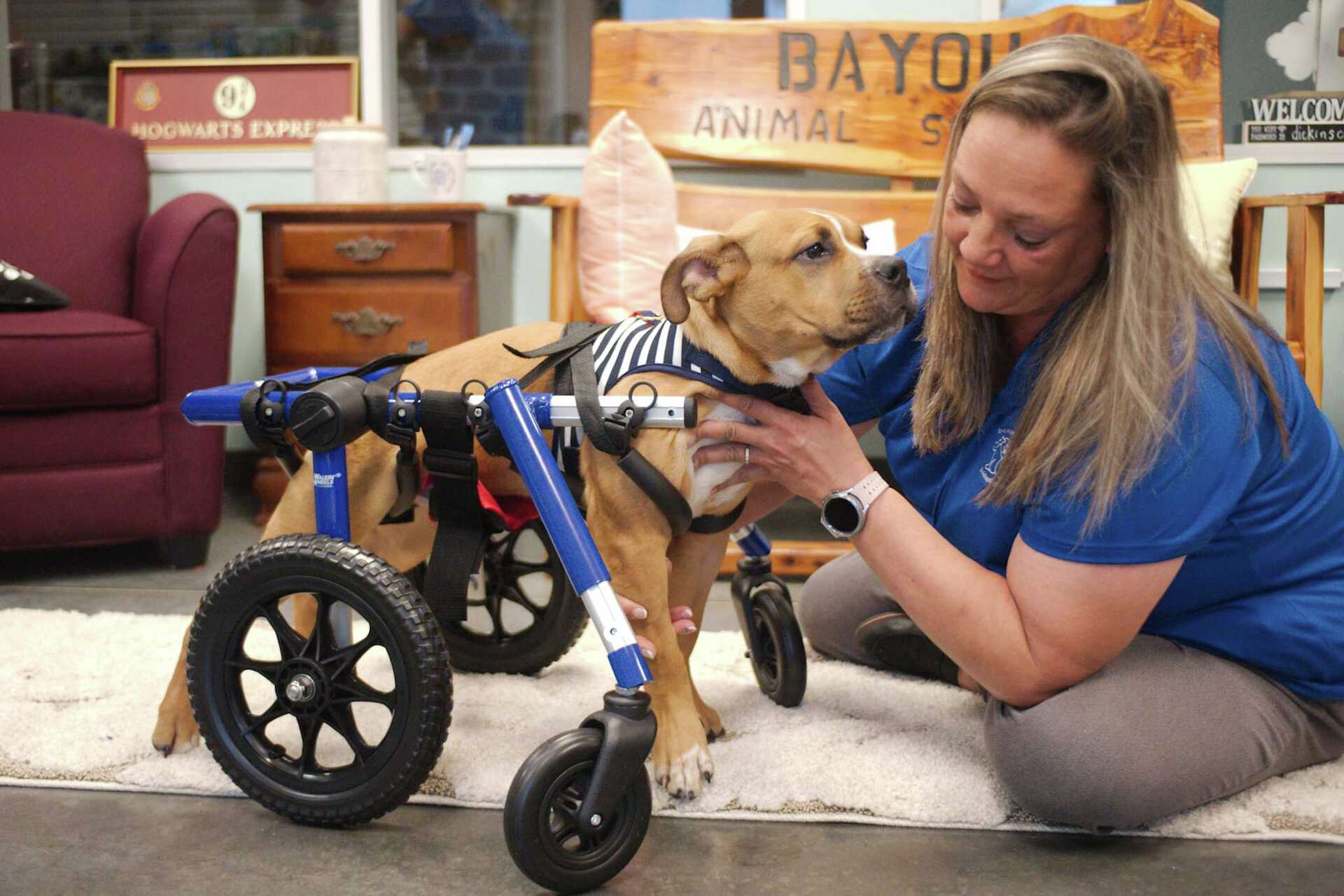 Dozer the Dickinson puppy gets a new wheelchair, hopes for a new home