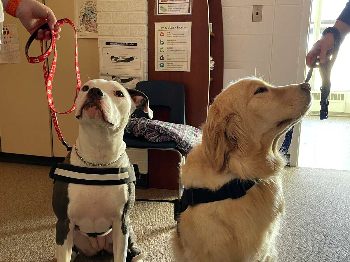 Evart Elementary School welcomes two new therapy dogs