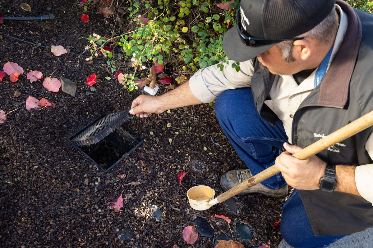 As California storms abate, here are the projections for mosquitoes