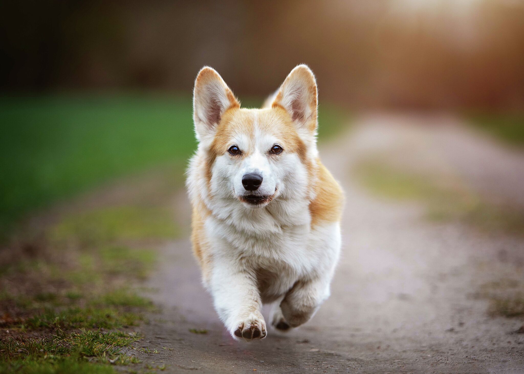Cute Corgi Puppies Running